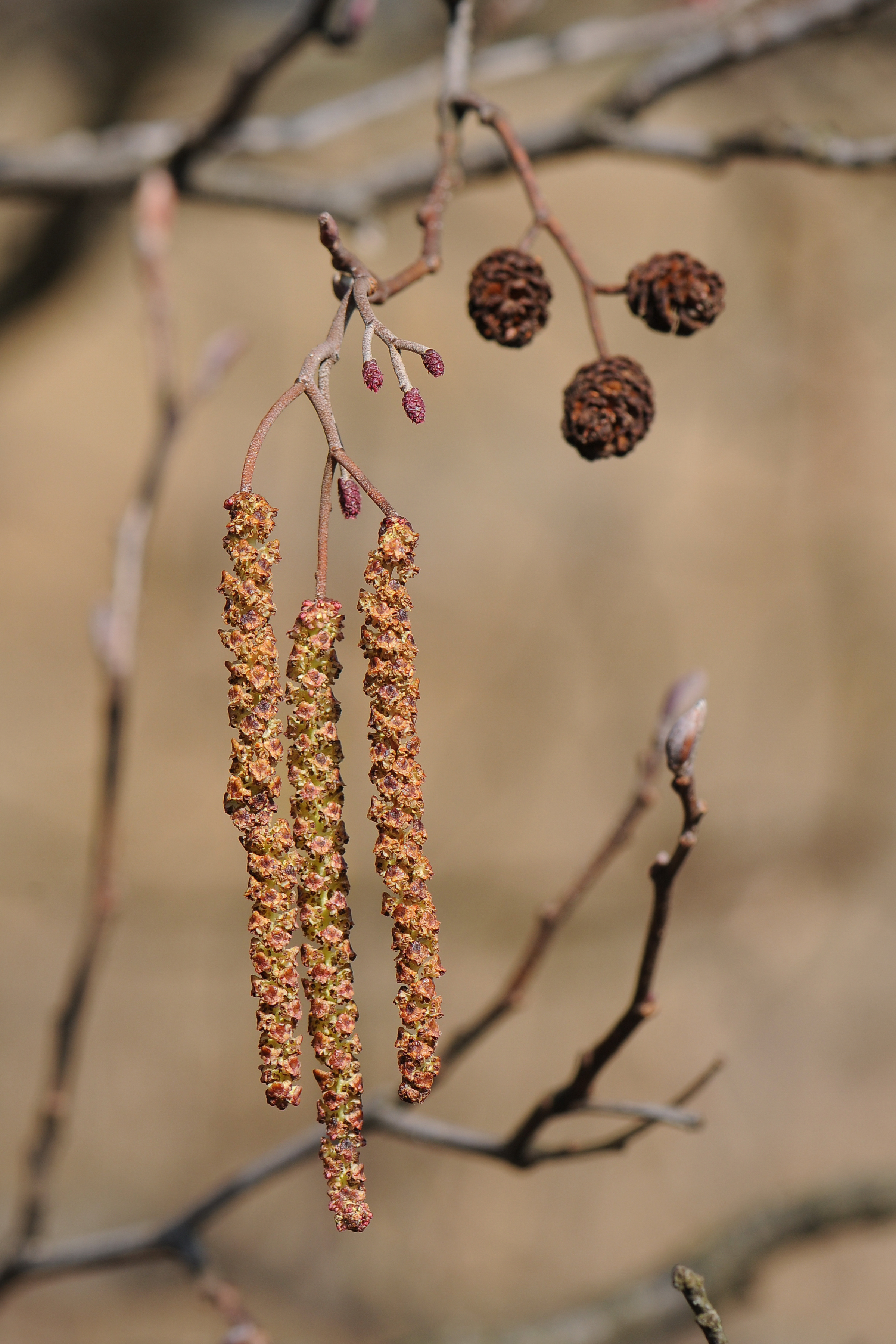 KMI - Nieuwe verwachtingen voor elzenpollen